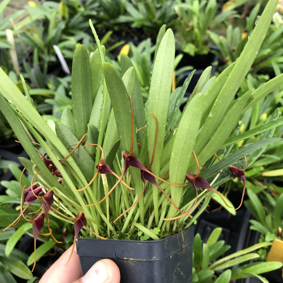 Masdevallia Orchid Plants - Kaleialoha Orchid Farm