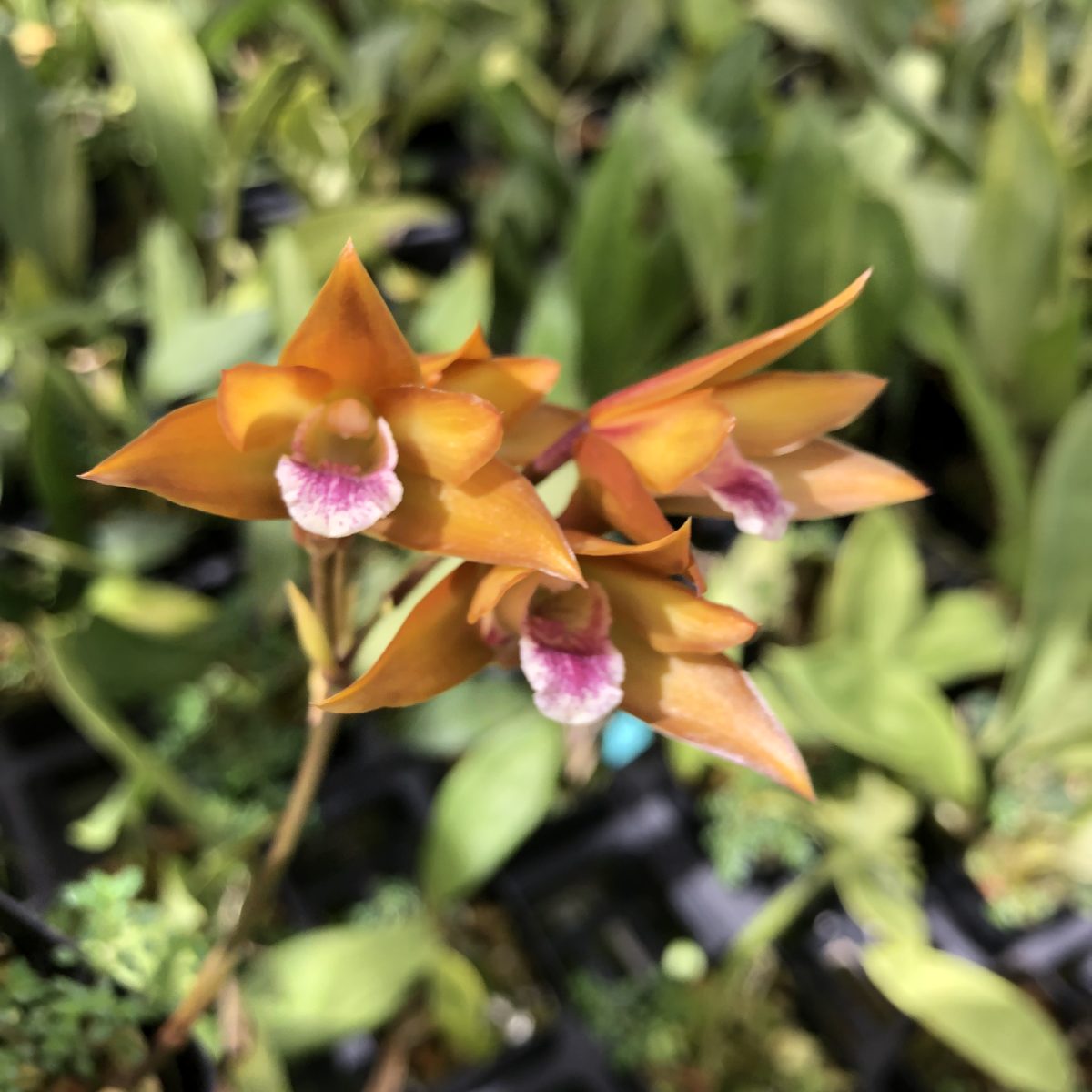 Bifrenaria Trish Rohl hybrid Bifrenaira, Specialty / Species ...