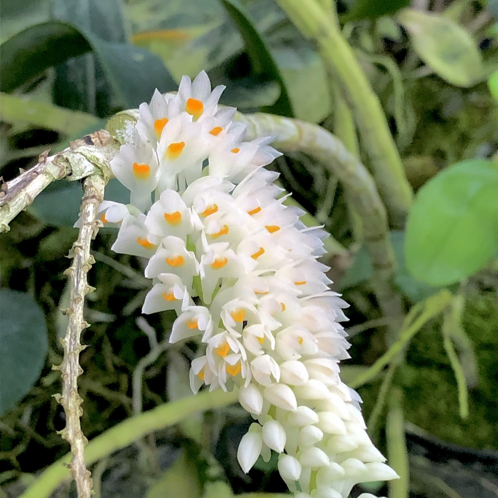 Dendrobium Orchid Plants - Kaleialoha Orchid Farm