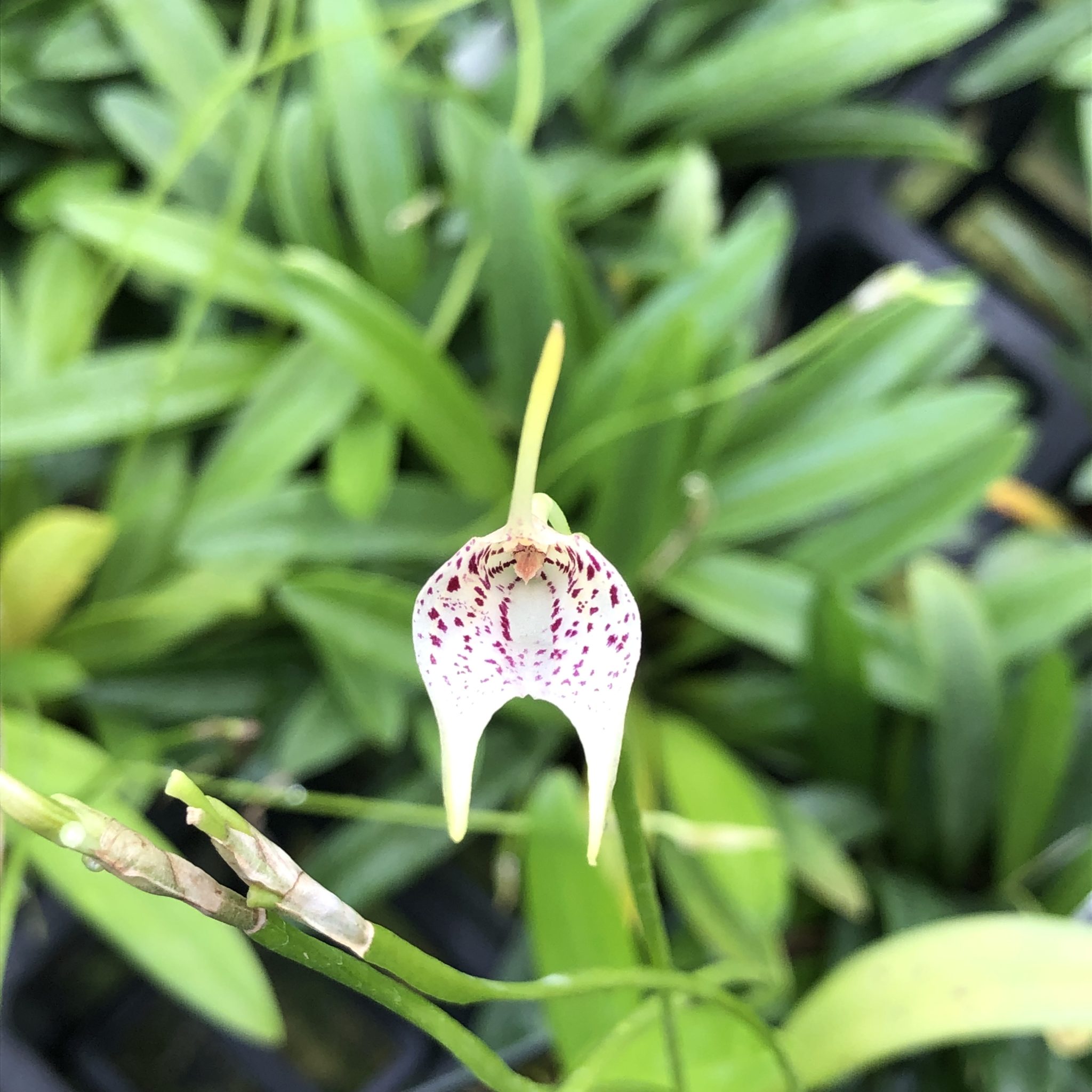 Masdevallia Orchid Plants - Kaleialoha Orchid Farm